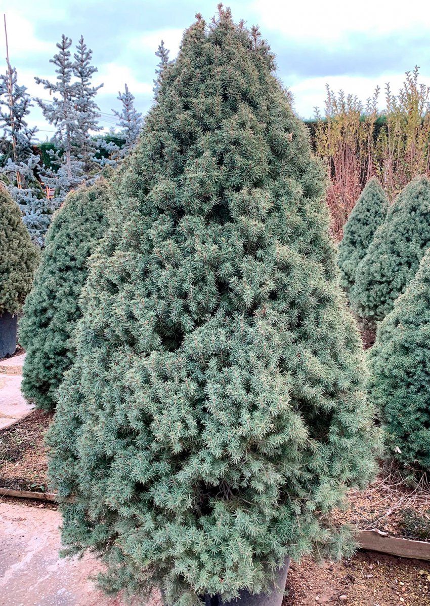 Comprar Picea Glauca Cónica | Jardinería Estalote